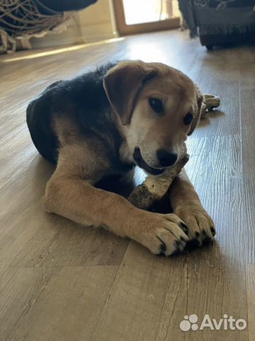 Собака в добрые руки отдам бесплатно Выбросили на