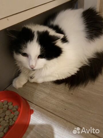 Лили кошечка милашка