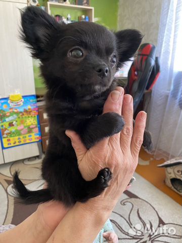 Девчушка чишка