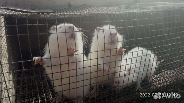 Нутрии на племя возраст от 4 до. 6 мес. Цвета.чёрн