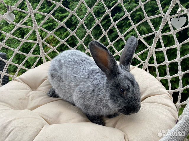Кролики большое светлое серебро, бсс
