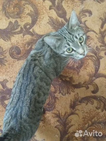 Котёнок Мартин