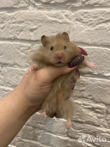 Вязка ангоских хомяков