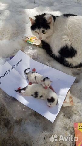 Кошки в добрые руки бесплатно