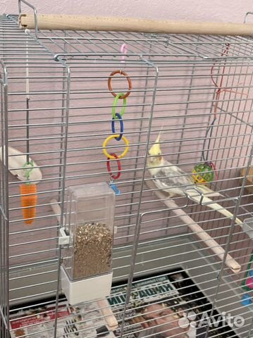 Попугай Корэлла