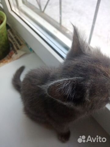 Милая киска с кисточками в добрые руки