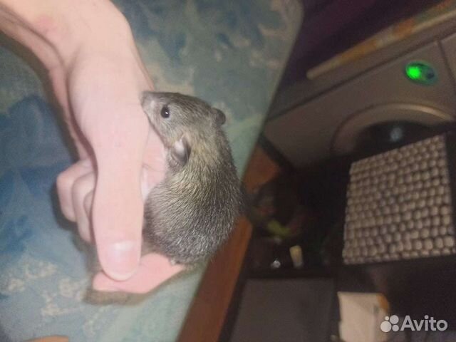 Крысята дамбо