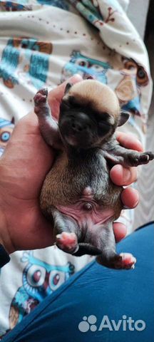 Щенки чихуахуа