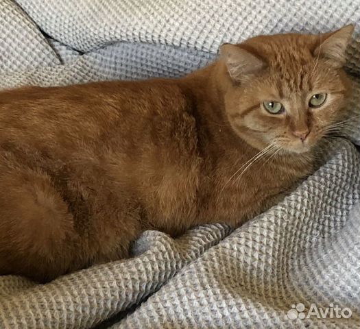 Оранжевая кошка