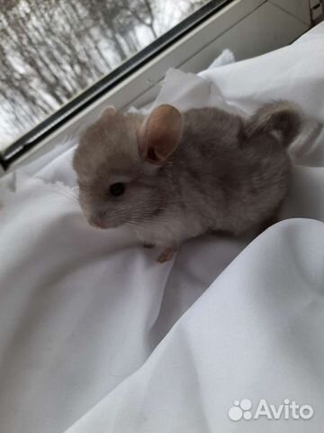 Шиншилла пастель девочка нф, нкпа