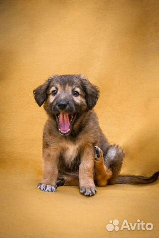 Щенок в добрые руки