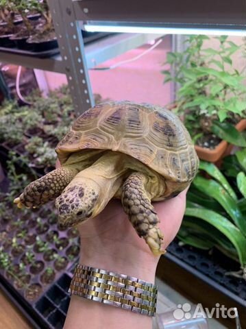 Черепаха сухопутная