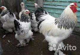 Инкубационное яйцо кур брама помесь