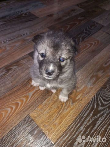 Собака в добрые руки щенок