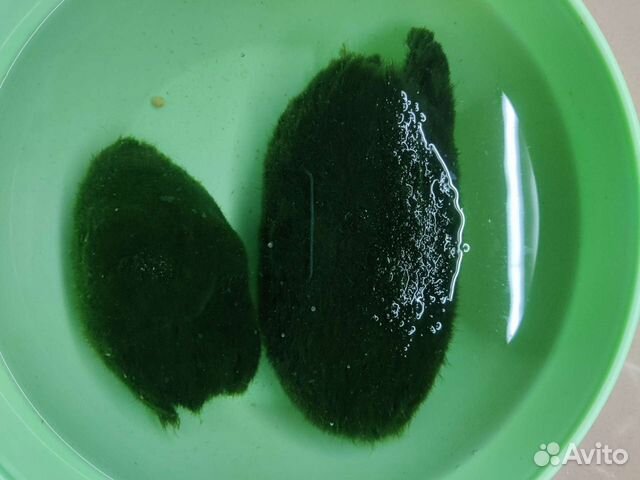 Мох кладофора