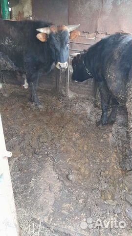 Бычки и быки