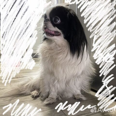 Нашли собаку