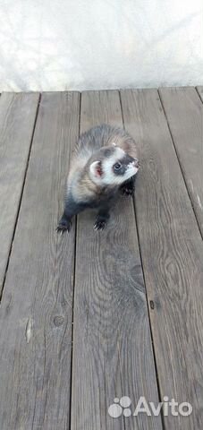 Хорек бесплатно