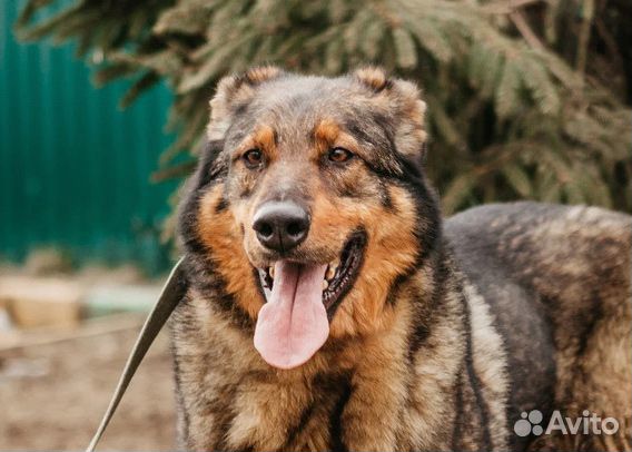 Застенчивый Урал в добрые руки