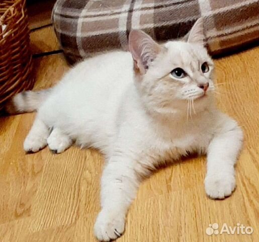 Котёнок-девочка, 5 мес., тайский окрас