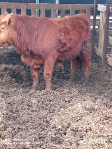 Бычок и 2 телочки