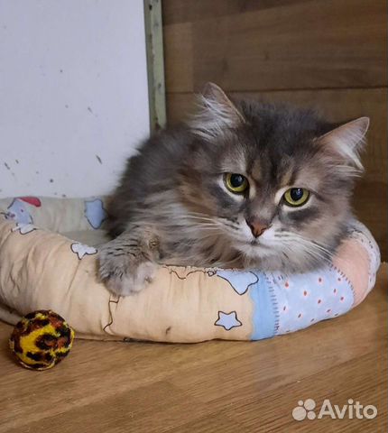 Митя ищет дом