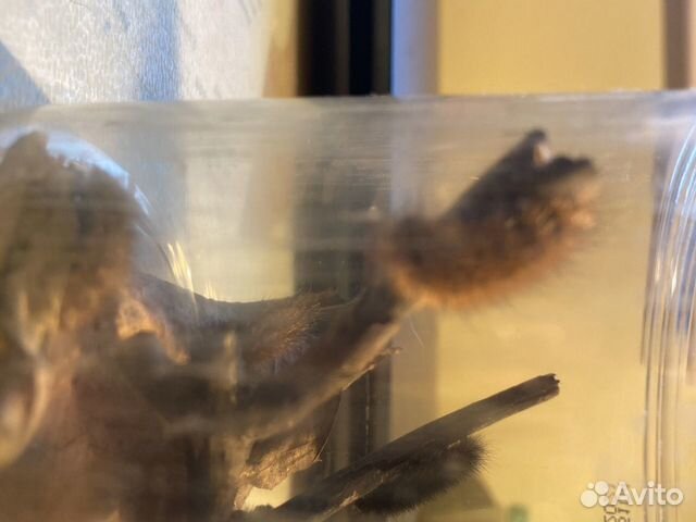 Гусеницы медведи