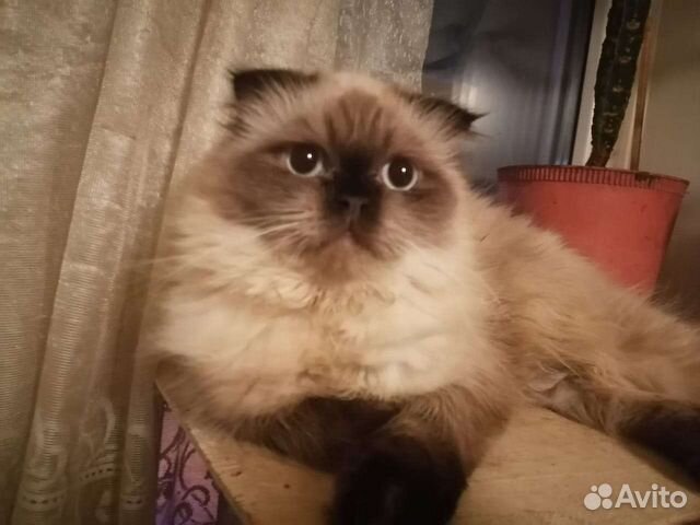 Шотландский хайленд фолд