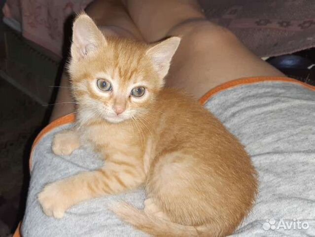Рыжий котенок
