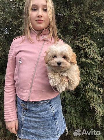 Мальтипу ф1 щенок. Девочка