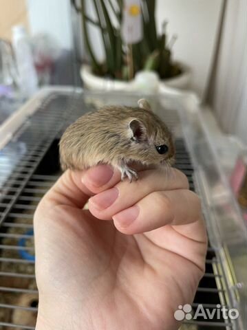 Монгольская песчанка