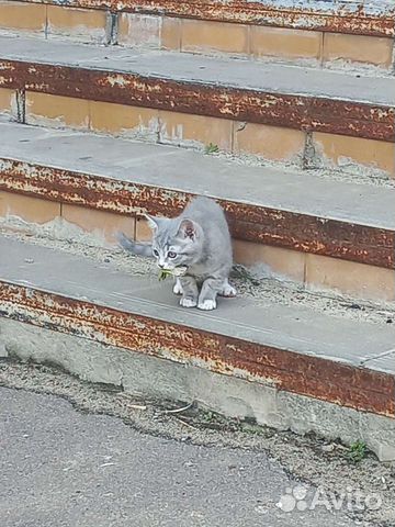 Бесплатный котёночек