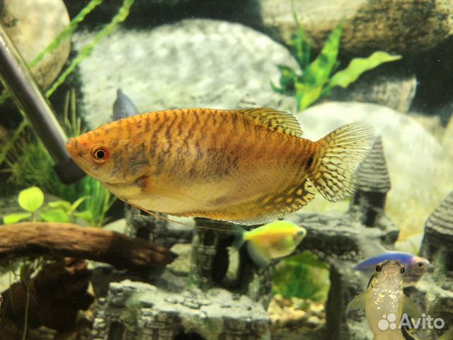 Гурами самцы