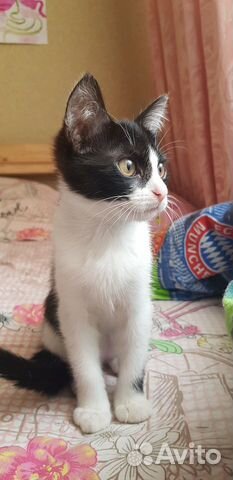 Котёнок