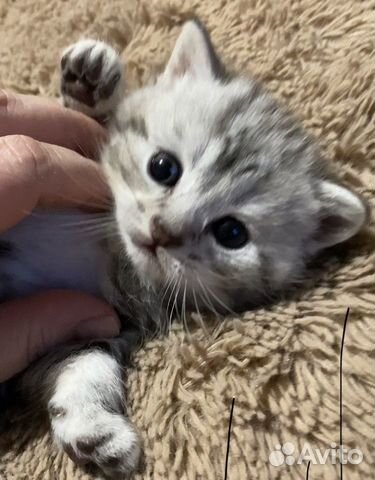 Котятки тигрятки