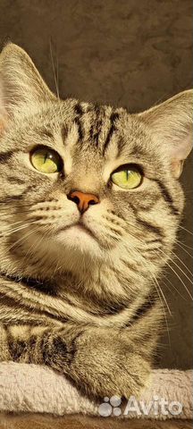 Кот ждёт кошку