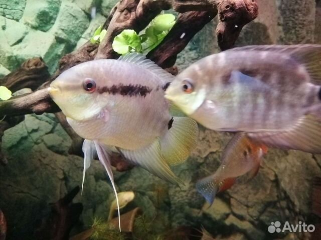 Аквариумные рыбки Мезонаута