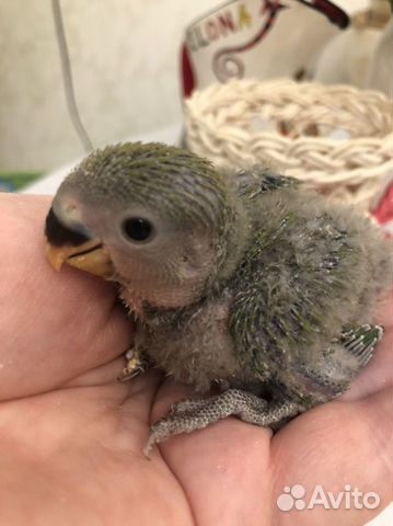 Птенчики неразлучников ручные