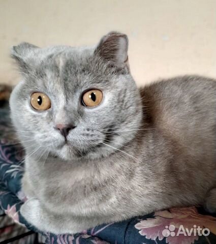 Плюшевая кошечка ищет дом