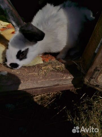 Кролики мясных пород