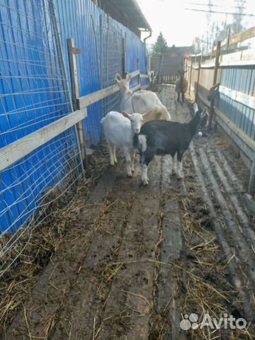 Козел зааненский