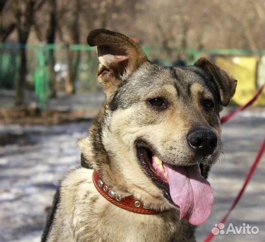 Собака в добрые руки отдам бесплатно