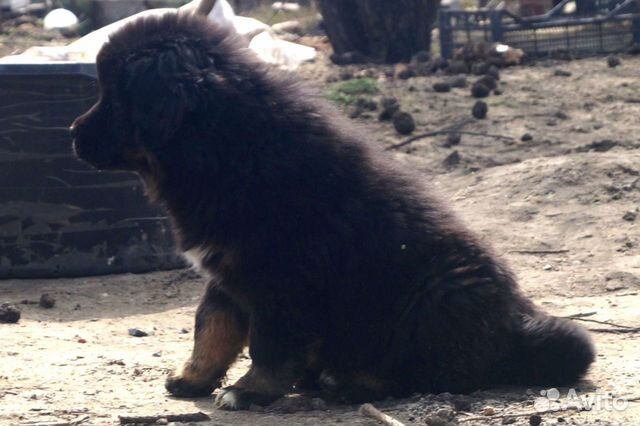 Монгольский Банхар