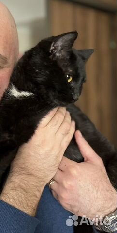 Котёнок подросток чёрный