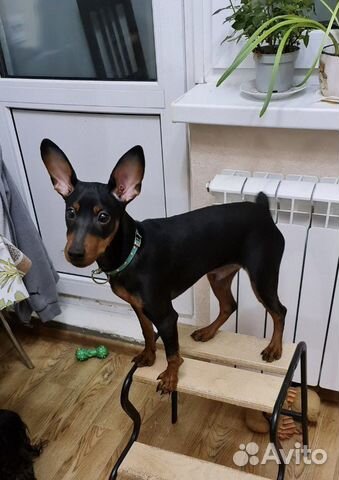 Цвергпинчер 7 месяцев