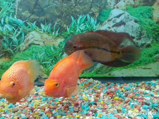 Северум попугай бражник