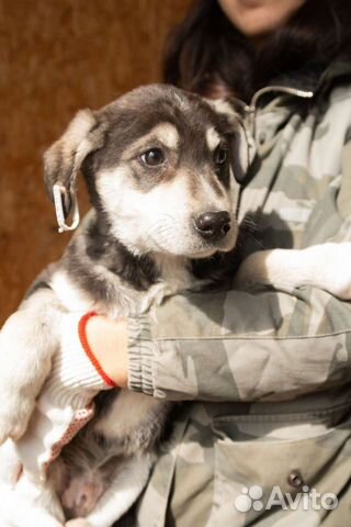 Мальчик - ушастик в добрые руки