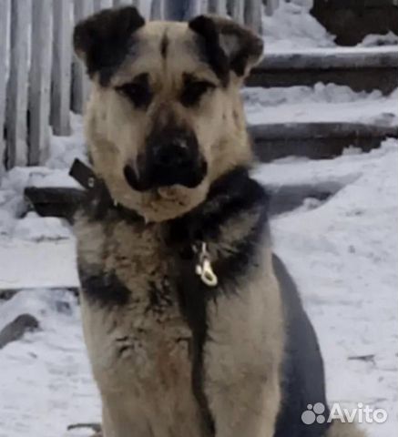 Фенотип восточной овчарки