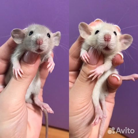 Крысята дамбо бежево - голубые