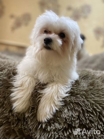 Мальтийская болонка мини